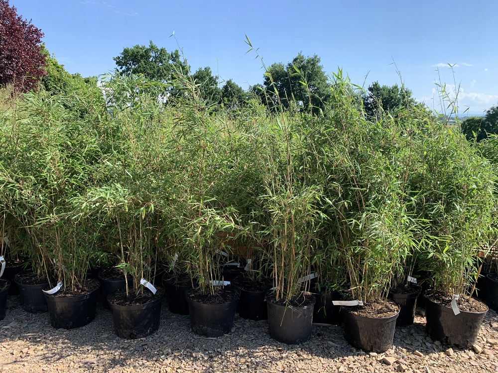 BAMBUS KĘPOWY FARGESIA NITIDA WINTER JOY 20 L • Cena, Opinie • Trawy 13109581722 • Allegro