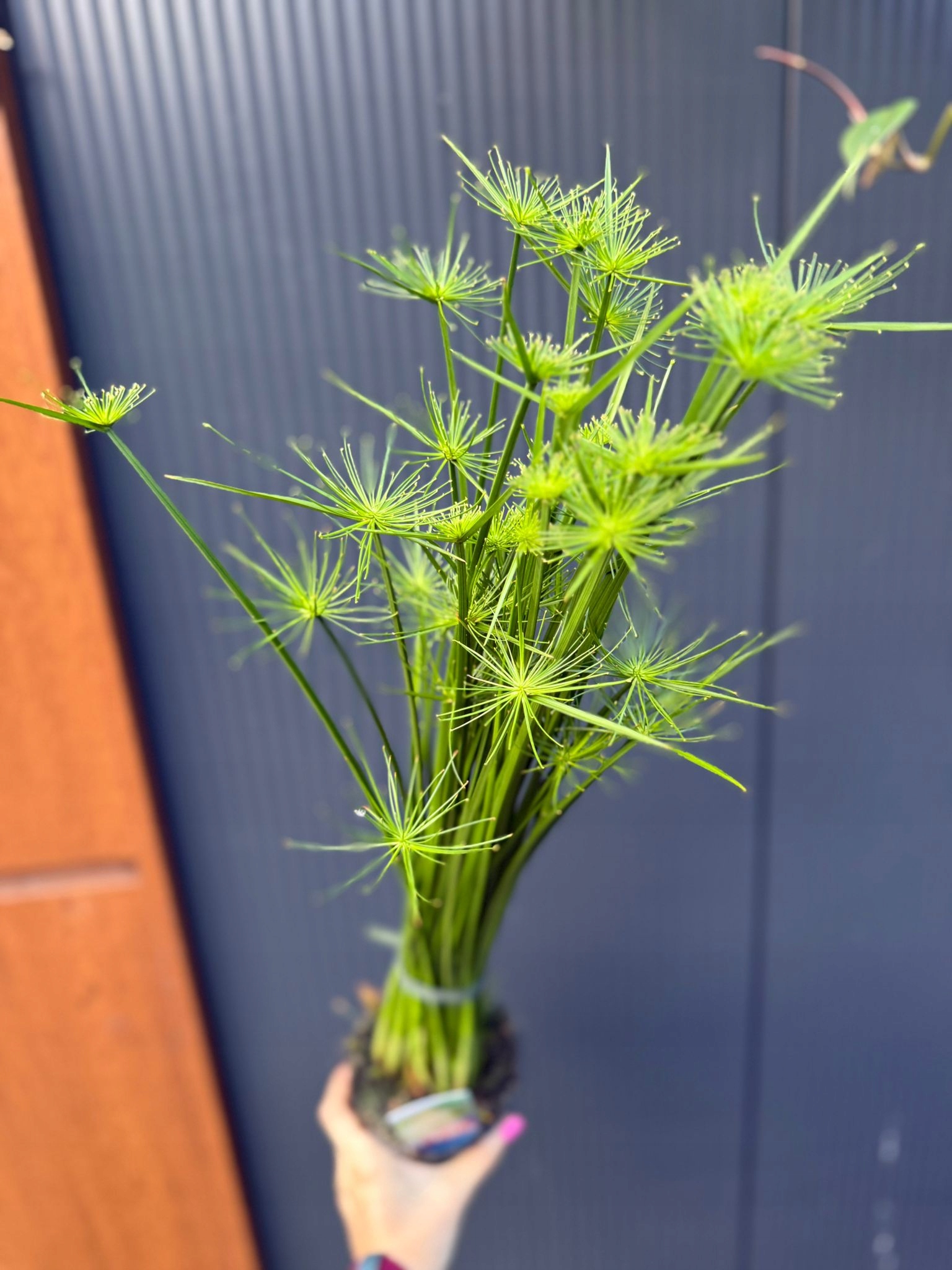Cyperus Percamenthus, Papirus - Niska cena na Allegro