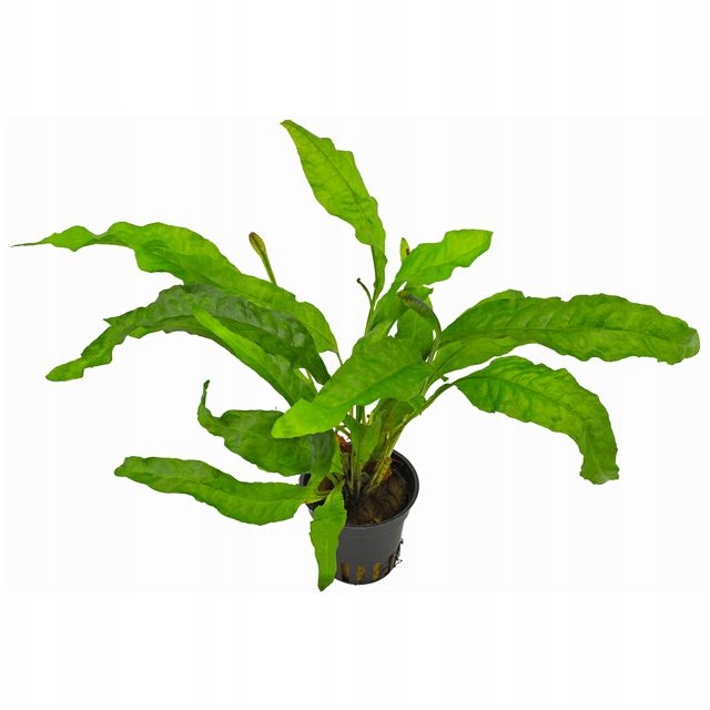 INVITAL Microsorium pteropus latifolia koszyk Ø 5,5 cm (8594193842230 ...