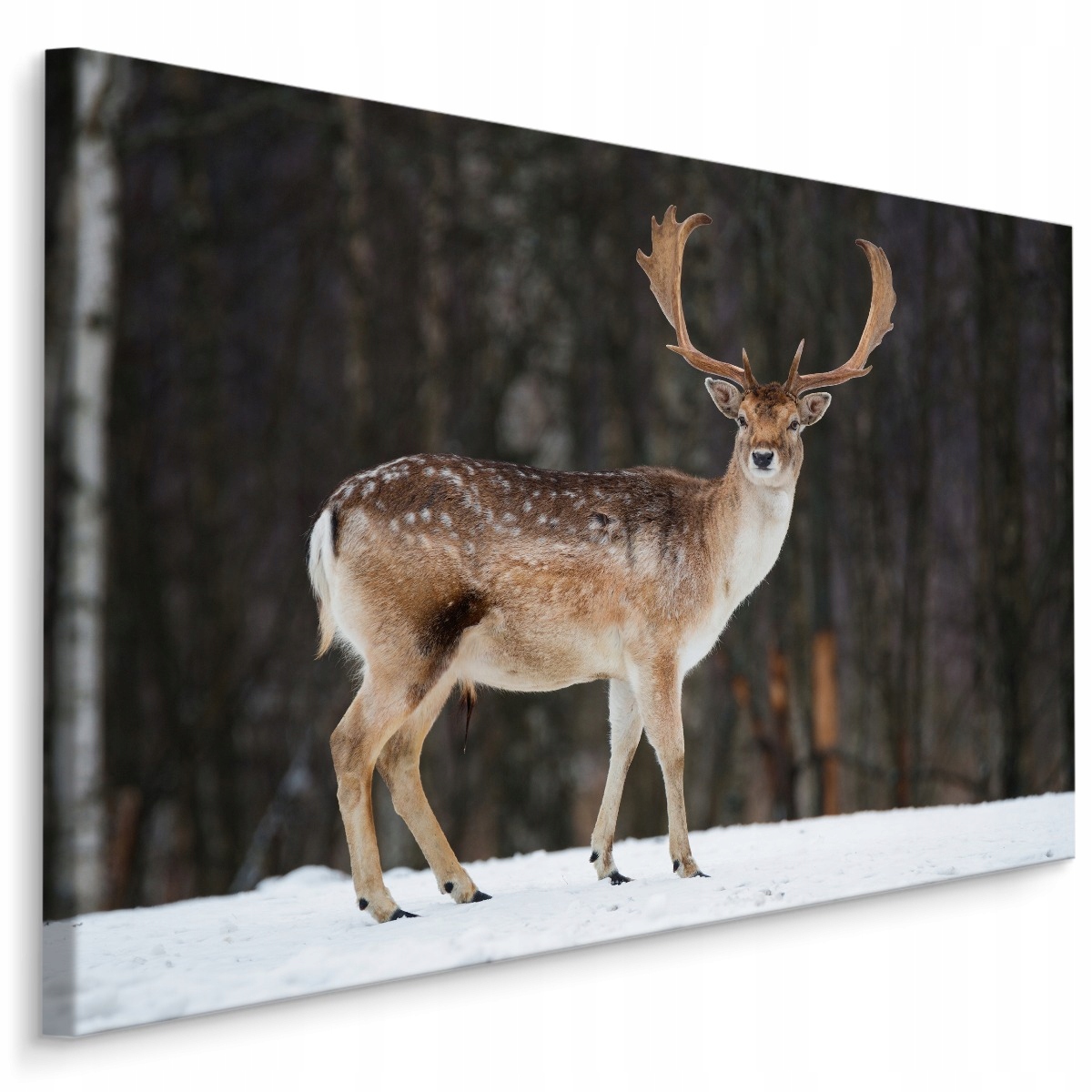 Obraz do spálne JELEŇ Les Stromy Príroda 70x50 za 32.61EUR - Allegro