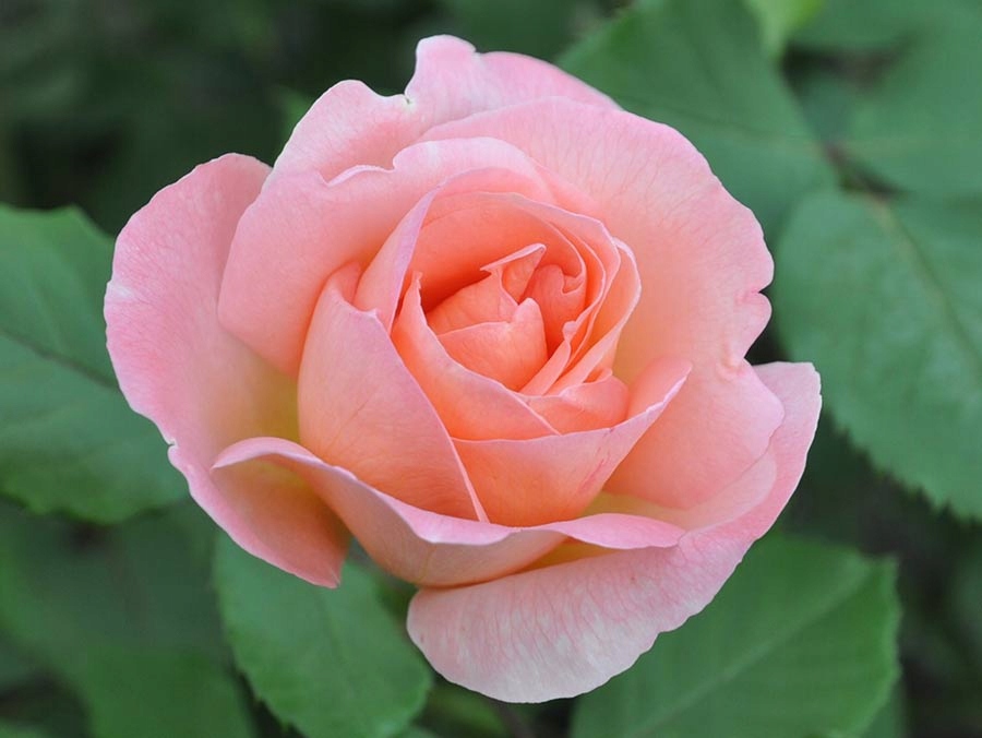 Róża Renaissance - Niska cena na Allegro.pl