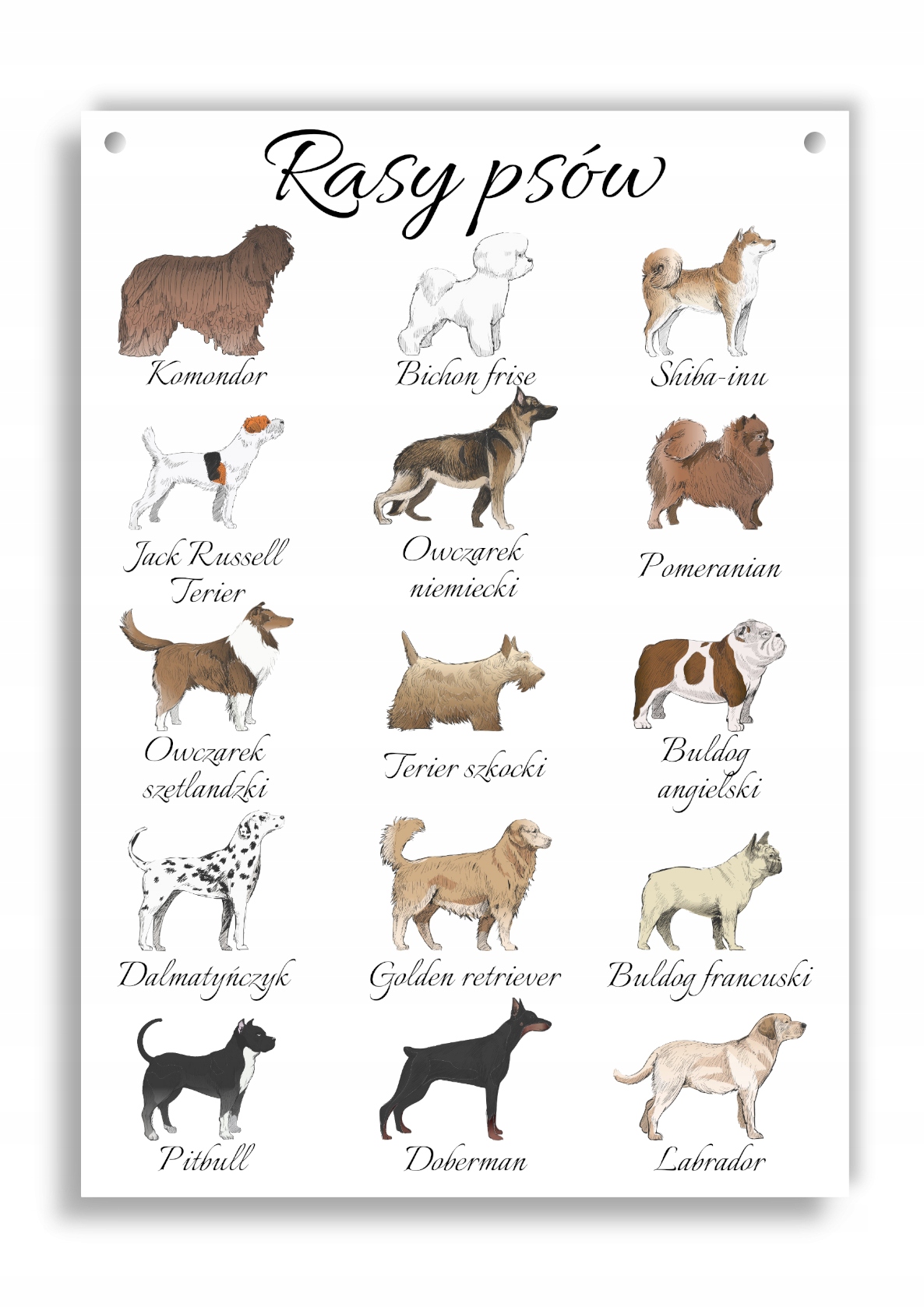 Tablica edukacyjna rasy psów psy rasowe lista A4 13781014312 - Allegro.pl