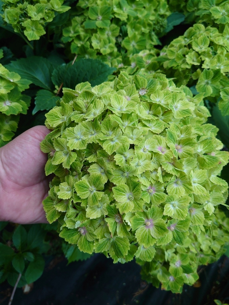 Hortensje sadzonka w pojemniku 1-2l 30-40 cm (5904172840509) • Cena ...