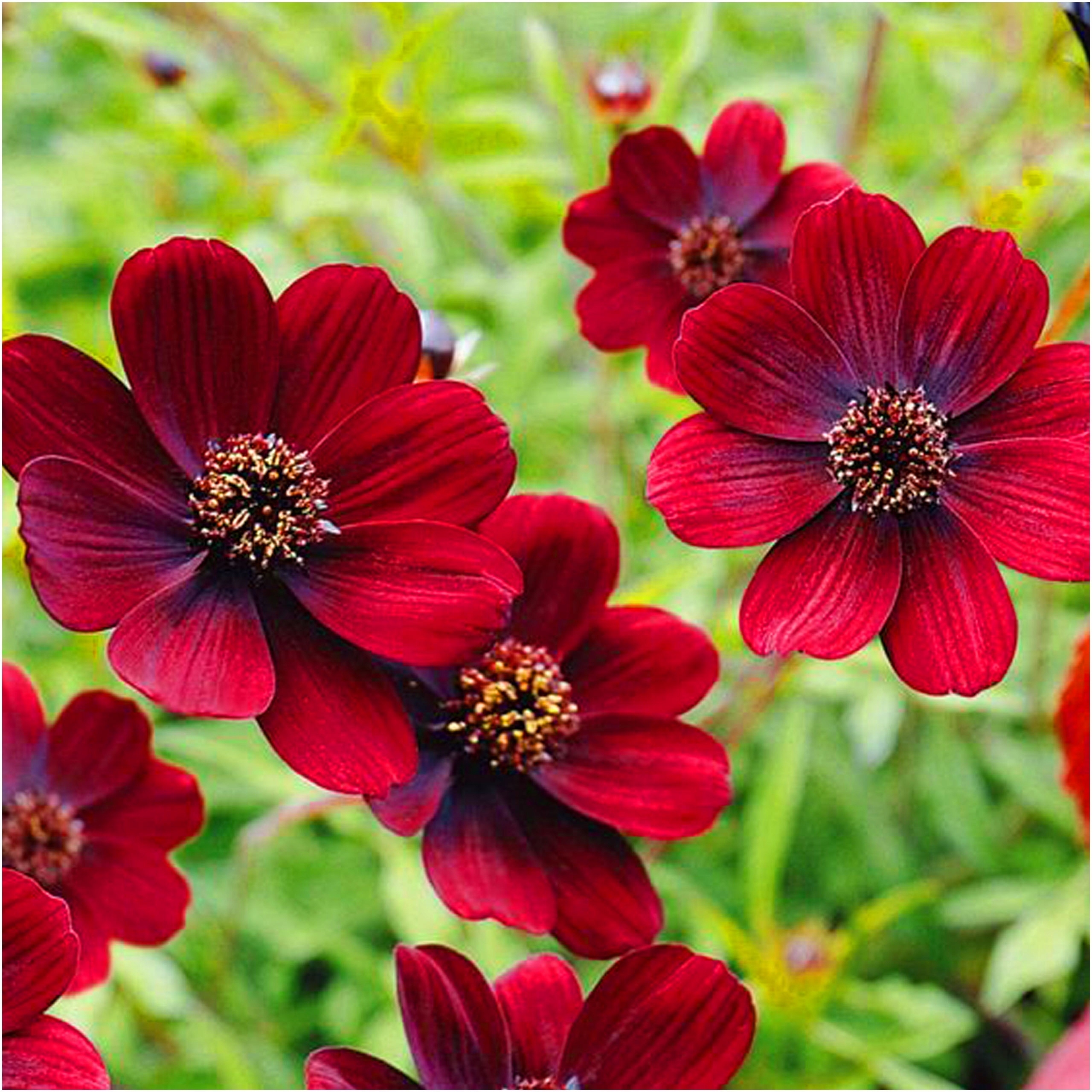 KOSMOS CZEKOLADOWY Nachyłek COSMOS ATROSANGUINEUS sadzonki kłącza 1szt ...