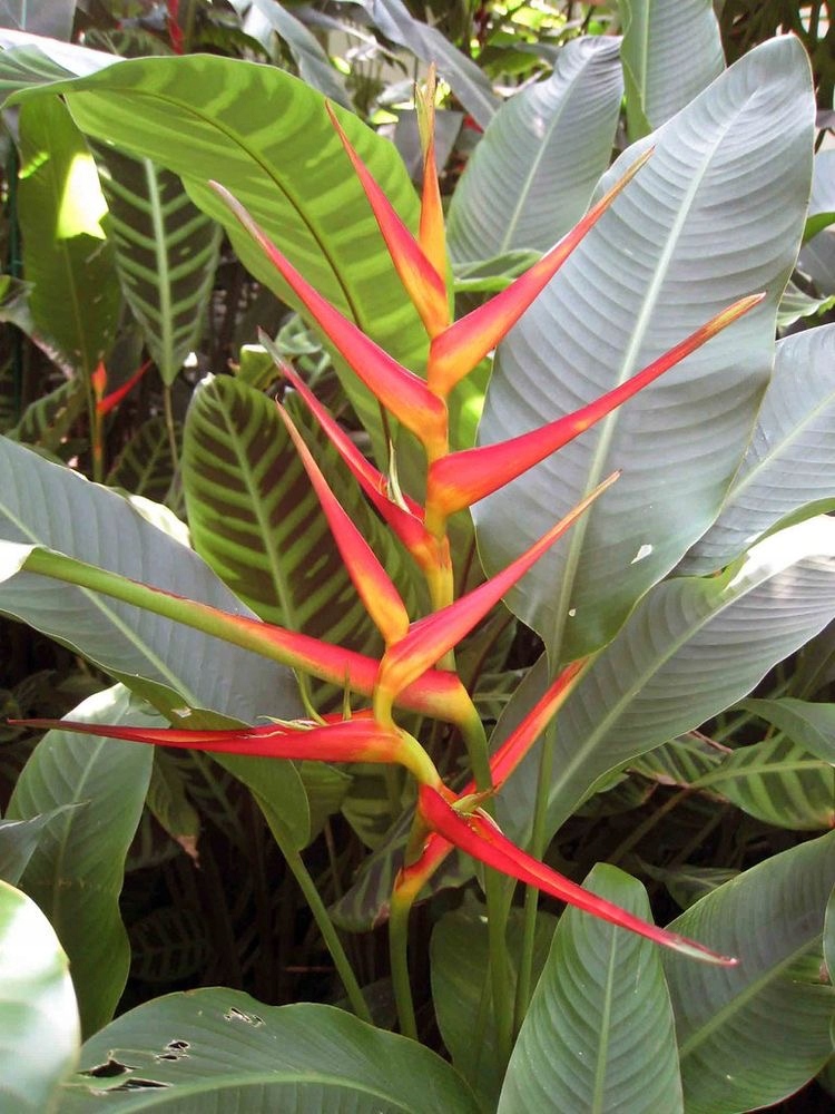 Tropická Heliconia Latispatha 5 semen za 64.00CZK - Allegro