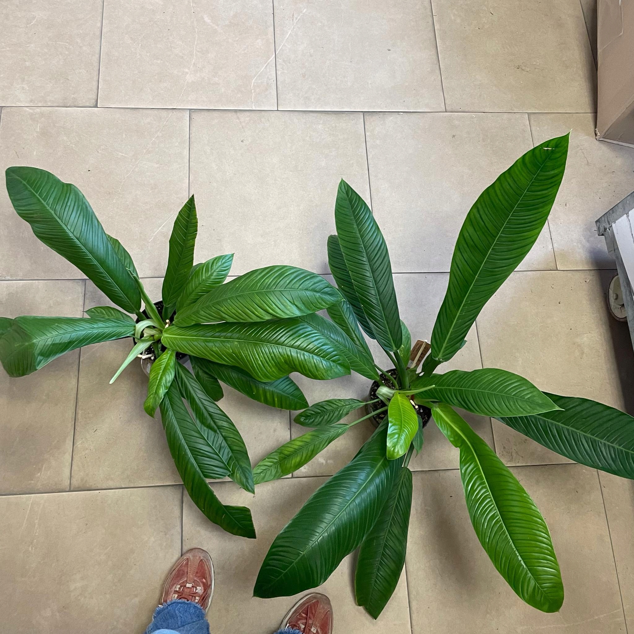 Philodendron Campii Lynette - Niska cena na Allegro.pl