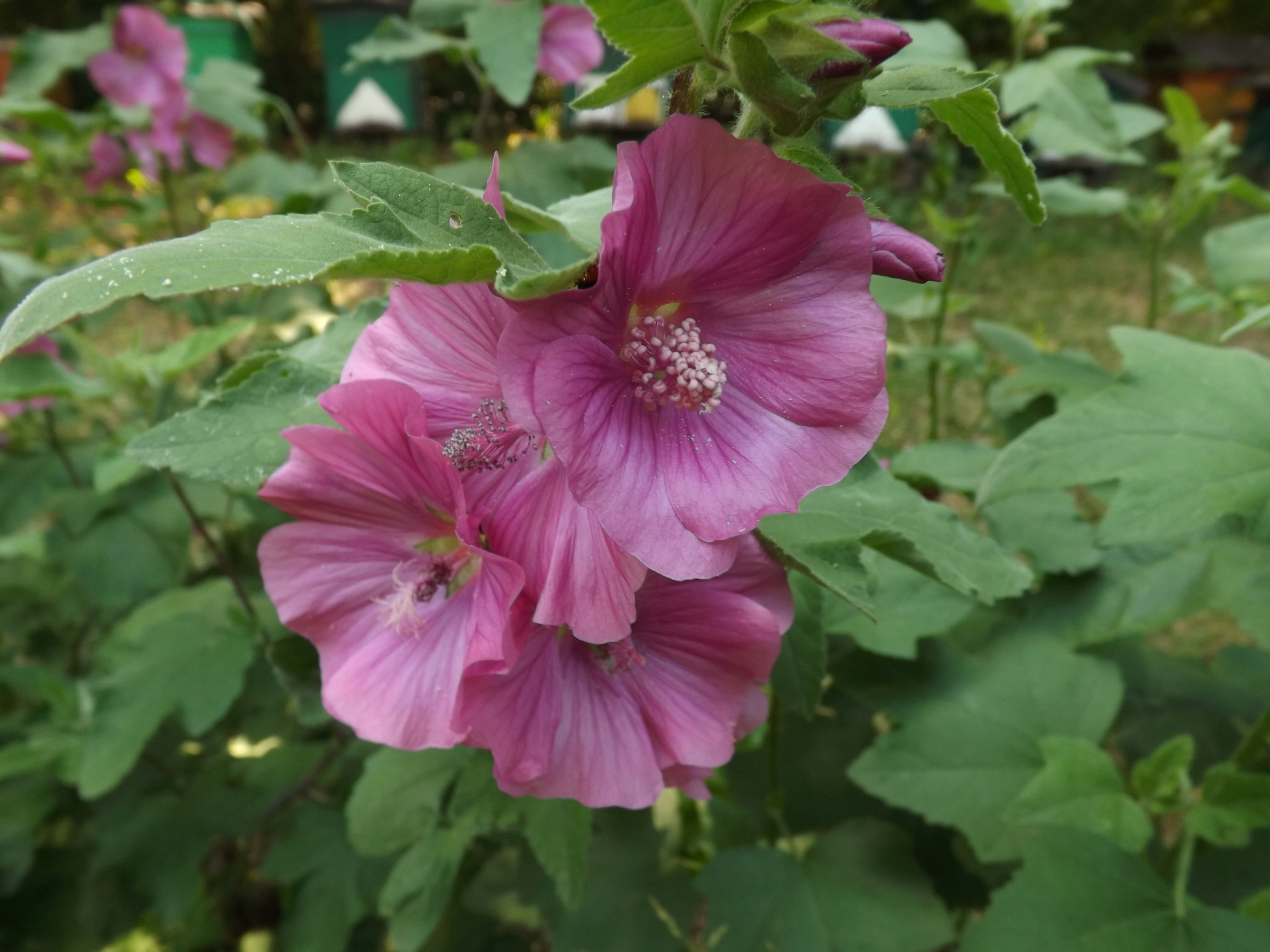 MALWA DRZEWIASTA - BORDOWA • Cena, Opinie • Drzewa i krzewy liściaste ...