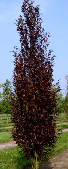 BUK kolumnowy Dawyck Purple 200-240cm CZĘSTOCHOWA • Cena, Opinie ...