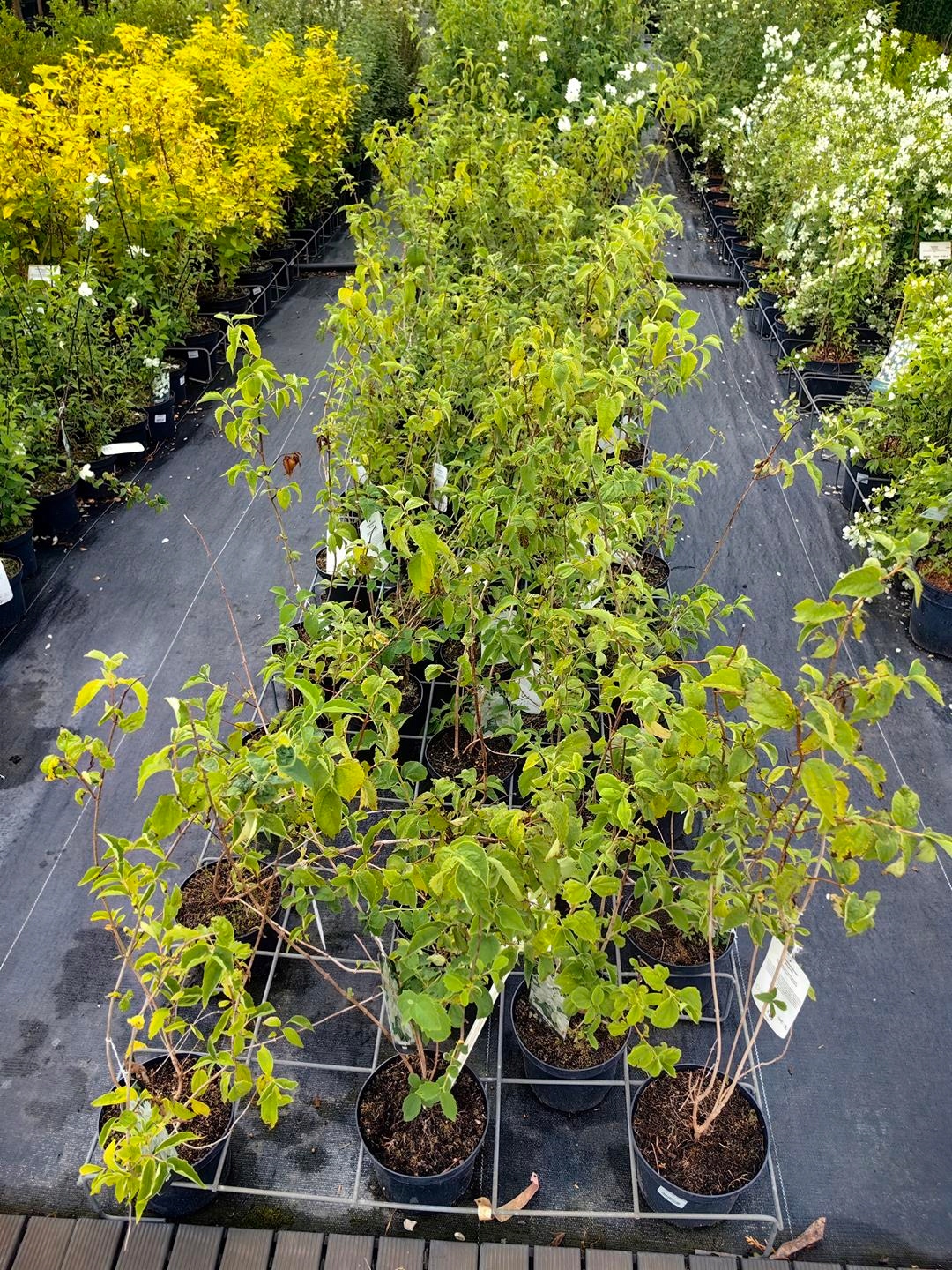 Philadelphus coronarius - Jaśminowiec Wonny jaśmin VIRGINAL - duża sadzonka • Cena, Opinie ...