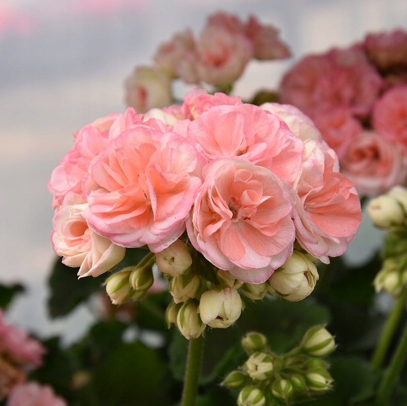 Pelargonia PEŁNA zonale ROSEBUD ASTRID (2137ZIELONE) • Cena, Opinie ...