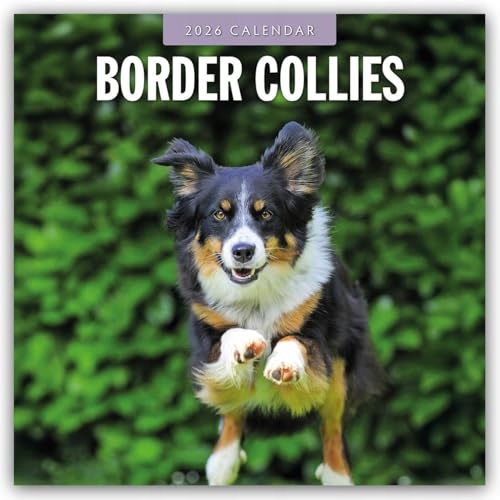 Border Collies 2026 Square Wall Calendar RED ROBIN (17943703485 ...
