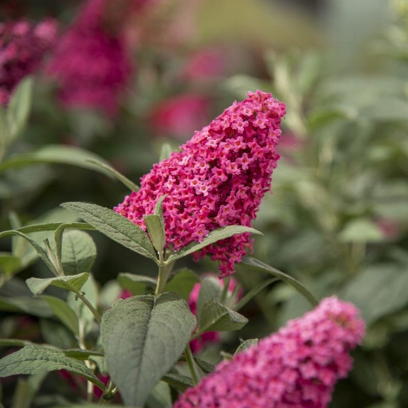 Budleja Davida Butterfly Candy Little Ruby | P11 za 108.00CZK - Allegro