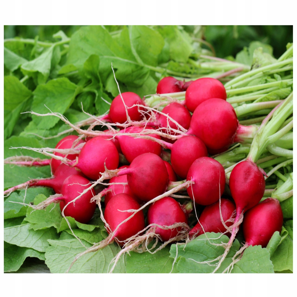 Carmen retek és hónapos retek magok 100 g, (5901363437548) • Ár ...