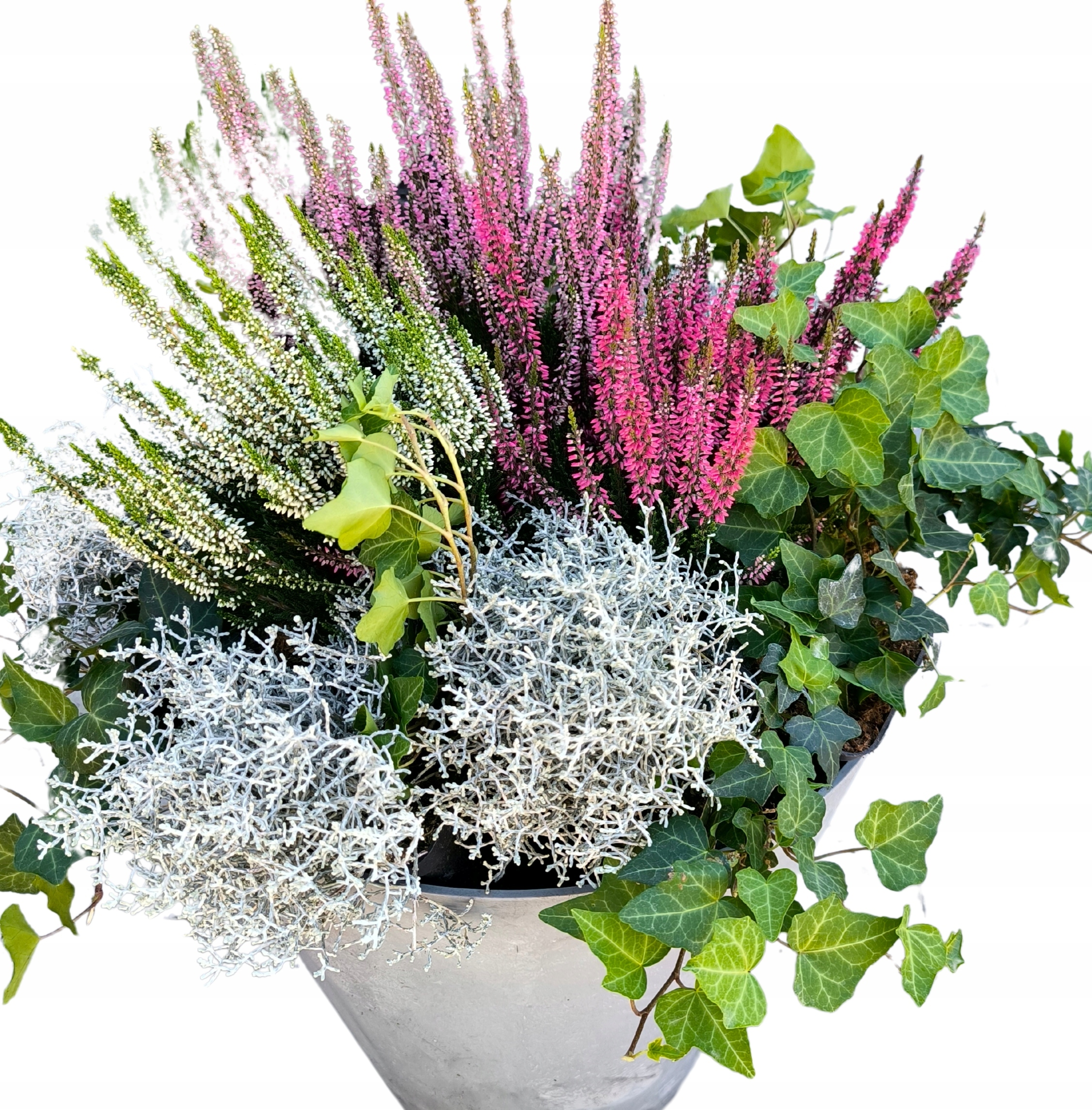 Wrzosy i wrzośce biały, czerwony, różowy sadzonka w pojemniku 0,5-1l ...