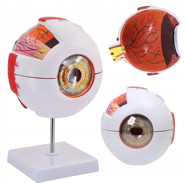 REALISTICKÝ MODEL ANATOMICZNY OKA ĽUDSKÉHO ČLOVEKA OKO x6 OČNÁ GOMBIČKA ...