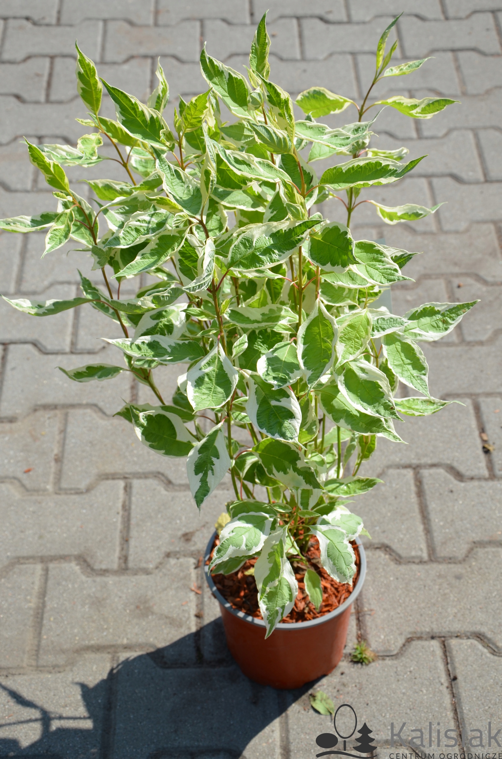 Cornus alba IVORY HALO 'Bailhalo' Dereń biały 60-80 cm 3L ...