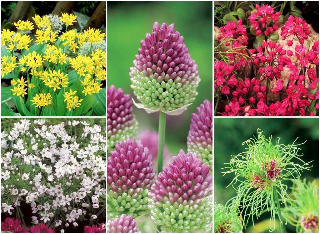 Czosnki Ozdobne Cebule - Rośliny ogrodowe - Największy wybór roślin ...