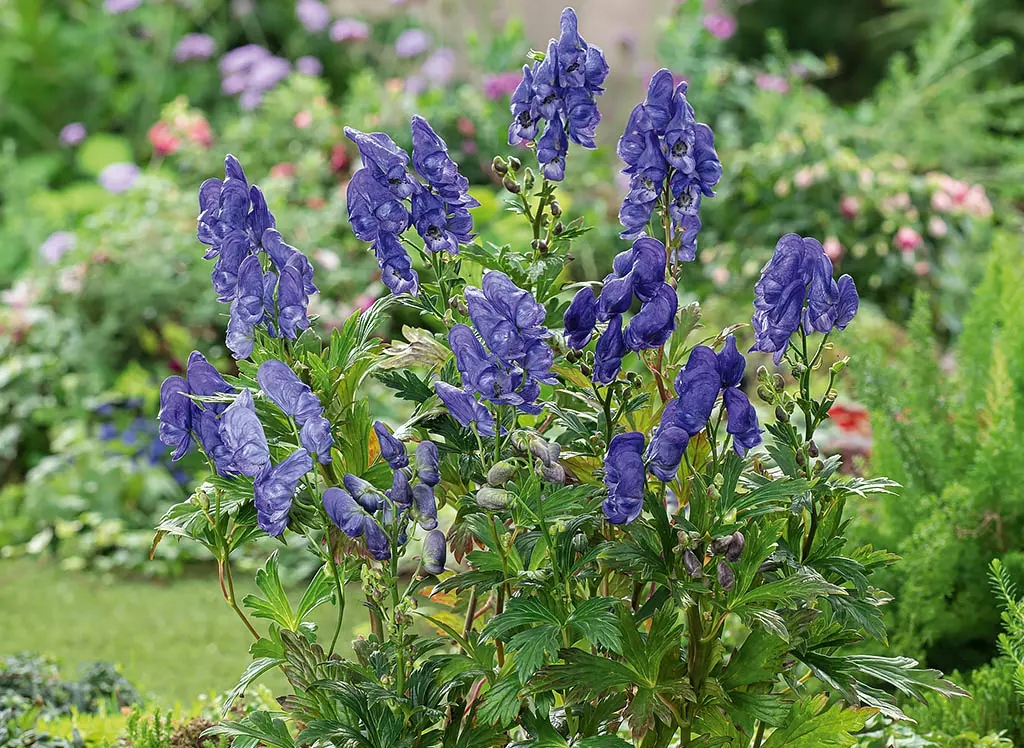 TOJAD SADZONKI 'ARENDSI' ROŚLINY OGRODOWE 1 SZT. • Cena, Opinie • Bulwy ...