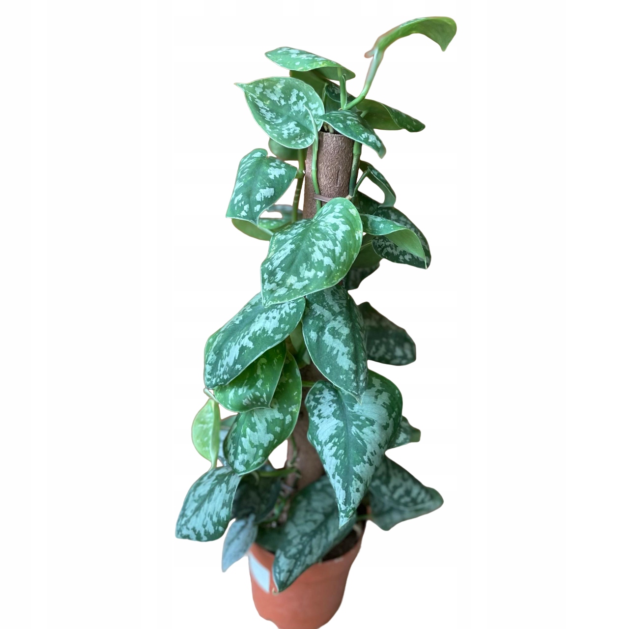 Scindapsus pictus 'Trebie na paliku DØ 15cm PROSTA w pielęgnacji (2-2 ...