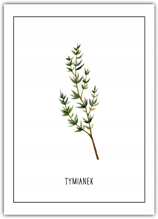 A3 ZIOŁA herb TYMIANEK rysunek do ramki DECOR (PLK/Z_T/R) • Cena ...
