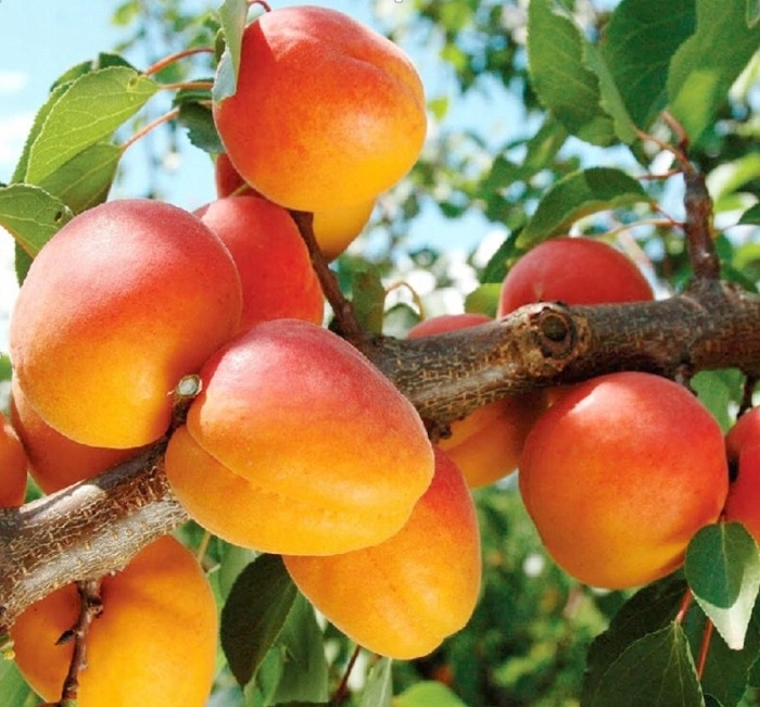 Morele Sirena sadzonka z gołym korzeniem 120-150 cm • Cena, Opinie ...