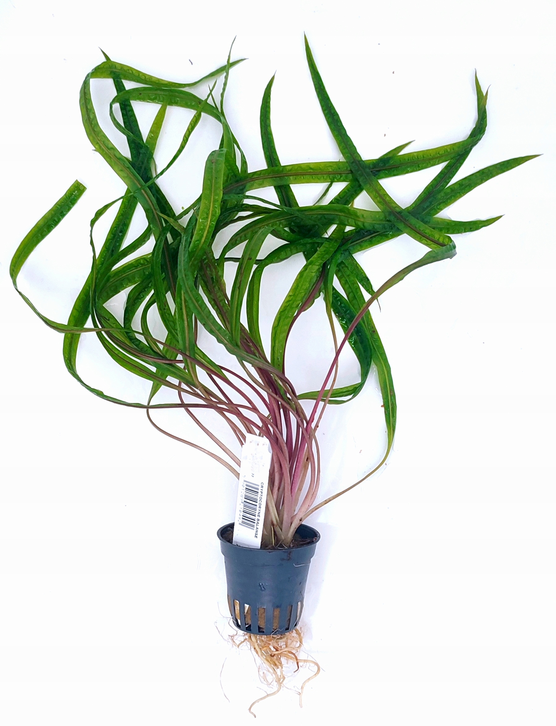 Cryptocoryne Balansae koszyk Rośliny Dekoracja Akwarium (5901289210492 ...
