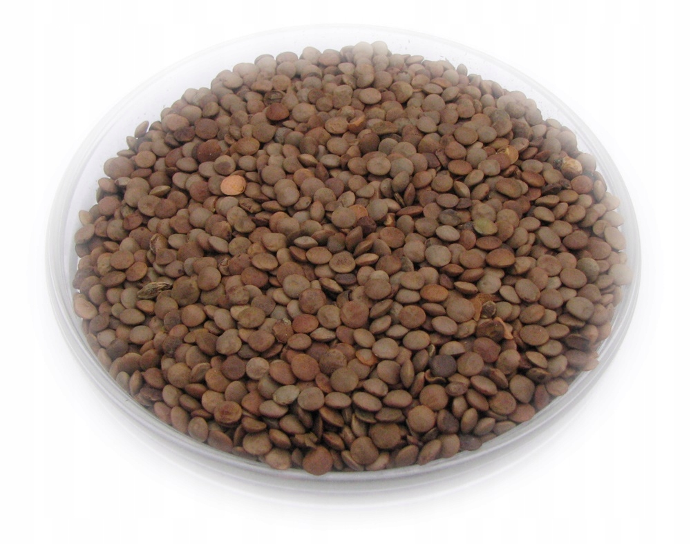 Nasiona Soczewicy - Niska cena na Allegro