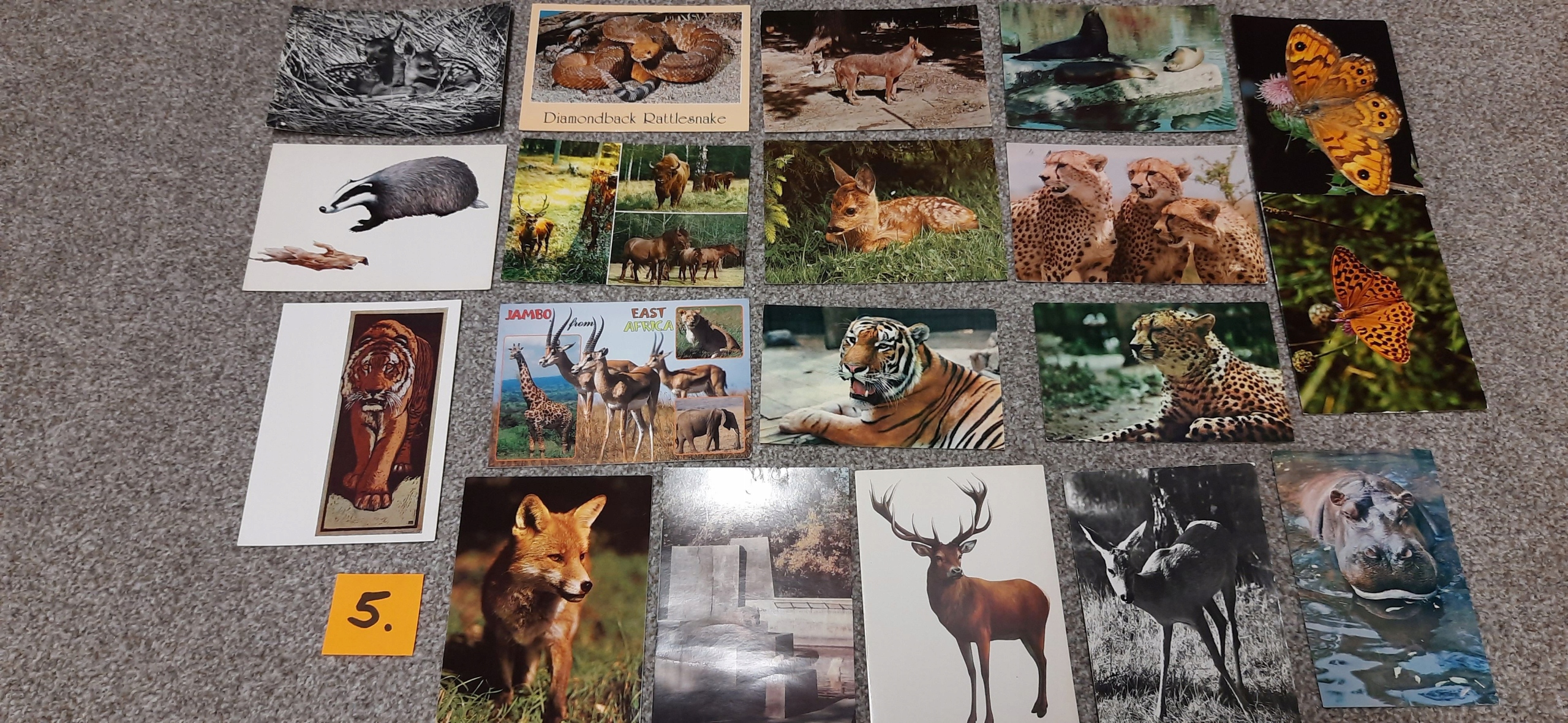 19 sztuk MOTYLE ZWIERZĘTA AFRYKA LEW TYGRYS ZOO LAS i inne zestaw nr.1 - Vroda