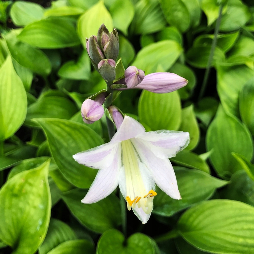Funka biały, fioletowy, różowy sadzonka w pojemniku 0,5-1l • Cena ...