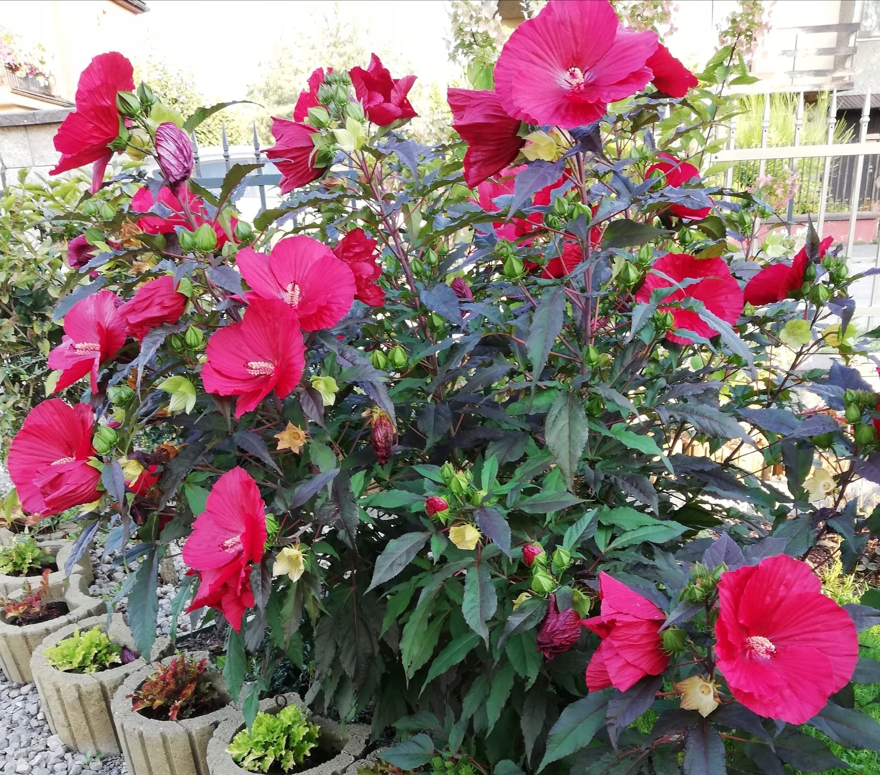 Hibiskus bagienny CZERWONY błotny • Cena, Opinie • Byliny ozdobne ...