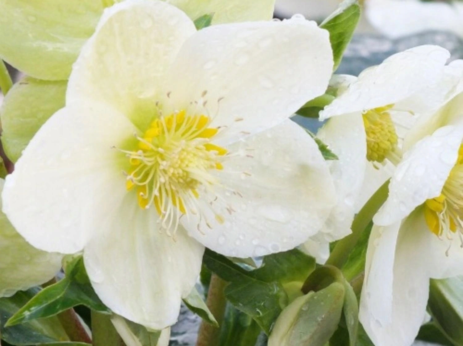 Helleborus 'HGC Ice Breaker Max' - Helleborus 'HGC Ice Breaker Max ...
