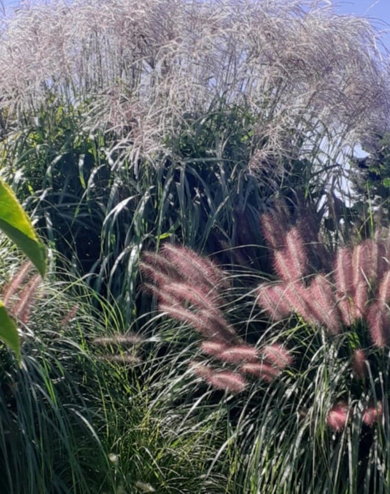 MISKANT CHIŃSKI MEMORY Miscanthus sinensis sadzonka 2l • Cena, Opinie ...