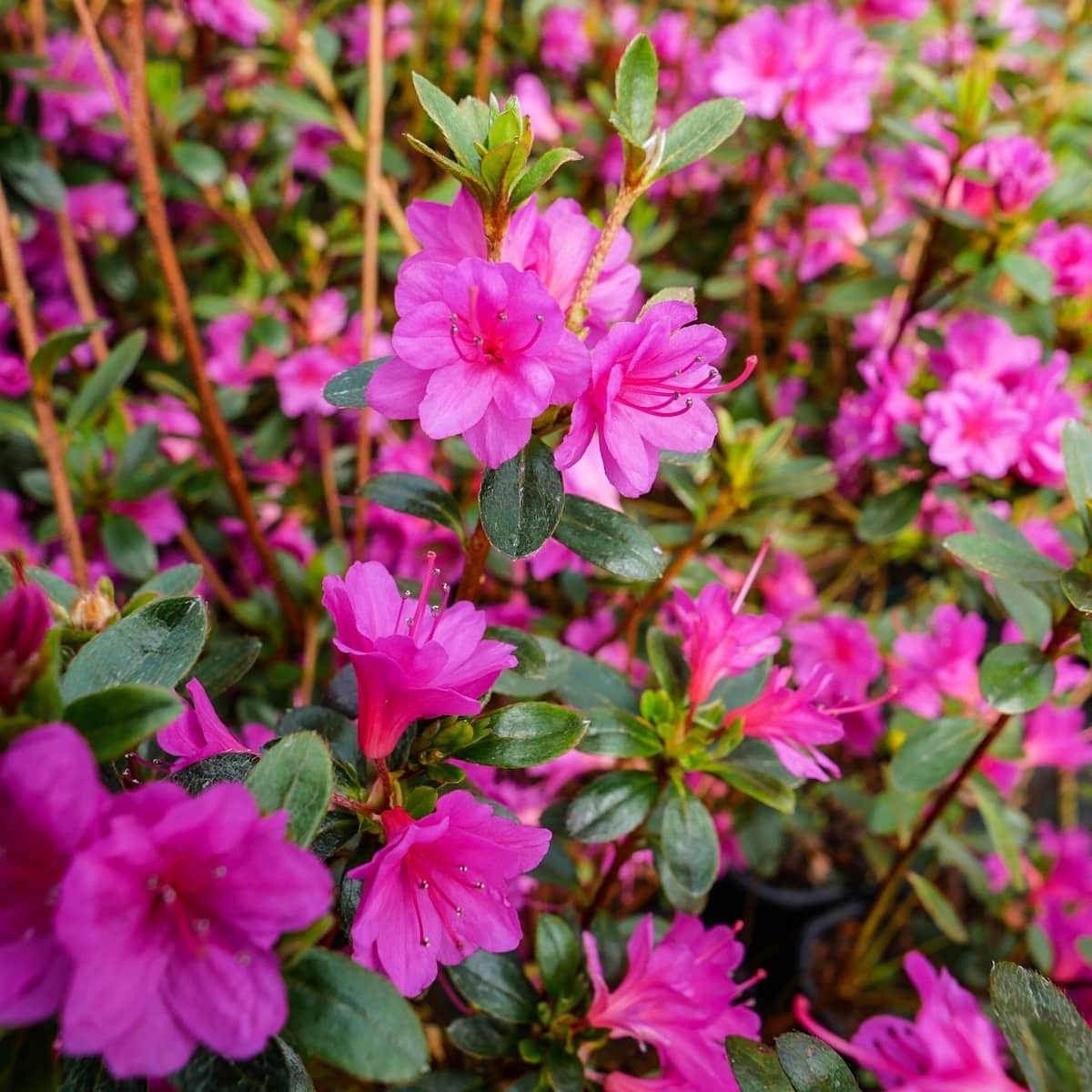 Azalia japońska AMOENUM krzewy ozdobne do ogrodu • Cena, Opinie ...