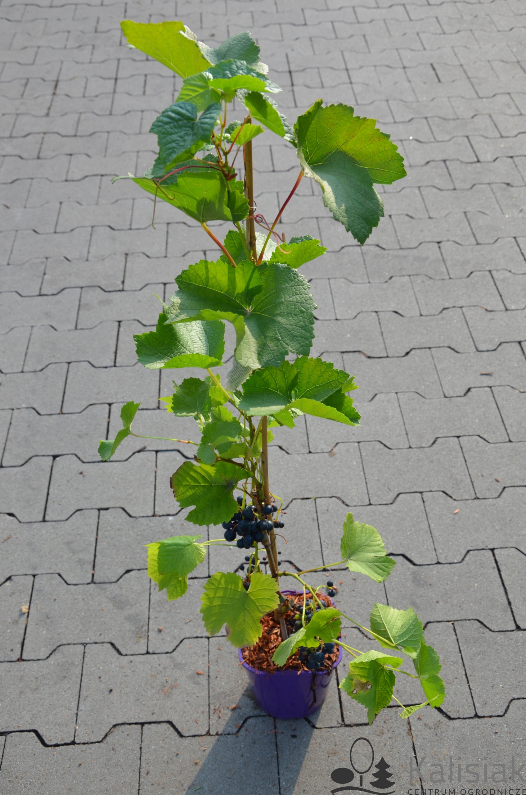 Vitis 'Rondo' Winorośl jadalna 60-80 cm 2L • Cena, Opinie • Rośliny ...