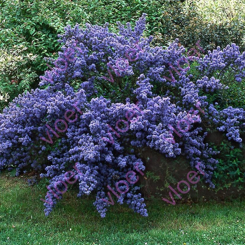 Prusznik niebieski Victoria 0.5l • Cena, Opinie • Trawy 17392572124 • Allegro