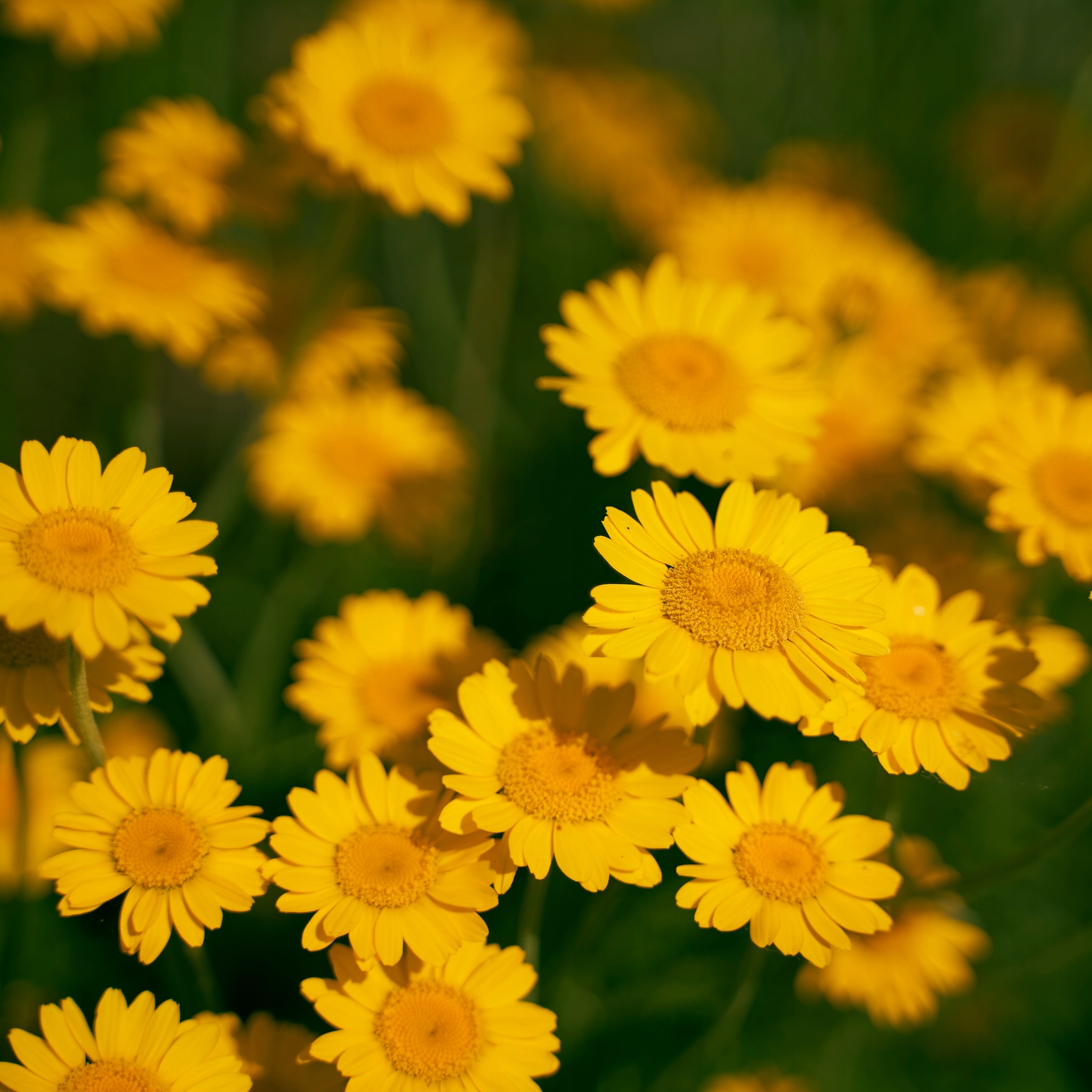 RUMIAN ŻÓŁTY MROZOODPORNA BYLINA OZDOBNA NASIONA (5905215175947) • Cena ...