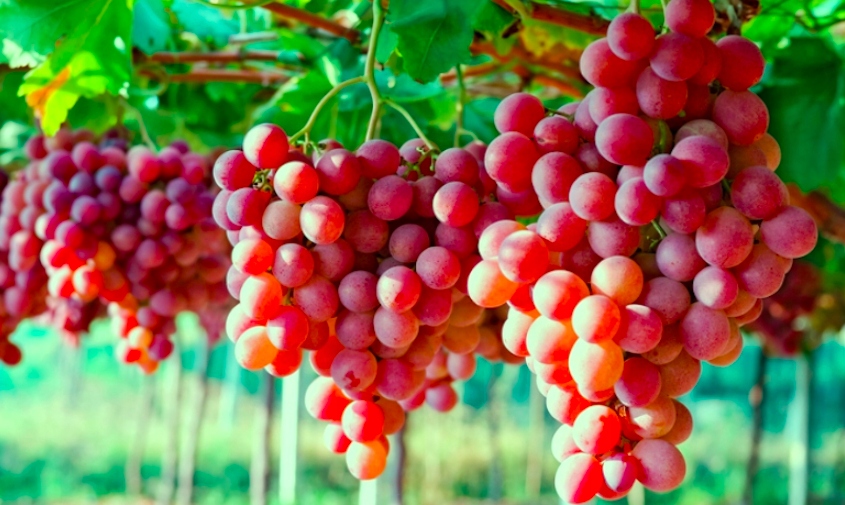 Winorośl Swenson Red sadzonka w pojemniku 1-2l 20-30 cm • Cena, Opinie ...