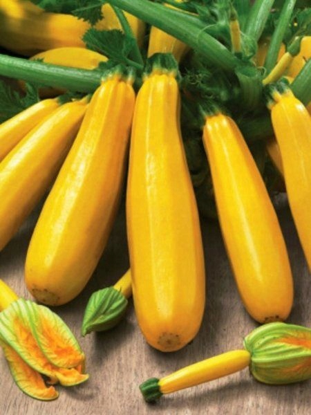 CUKINIA GOLDENA -CUCURBITA PEPO VAR. GIROMONTINA • Cena, Opinie ...