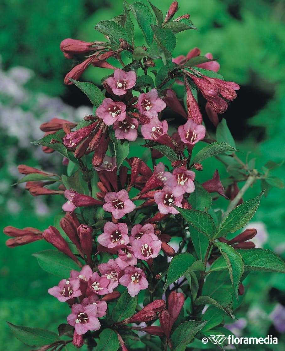 Krzewuszka cudowna Bristol Ruby - INTENSYWNIE RÓŻOWA ODMIANA sadzonka ...