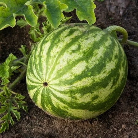 ARBUZ 'KAWON ROSARIO' - SADZONKA W DONICZCE - OBFITE PLONY PYSZNYCH ...