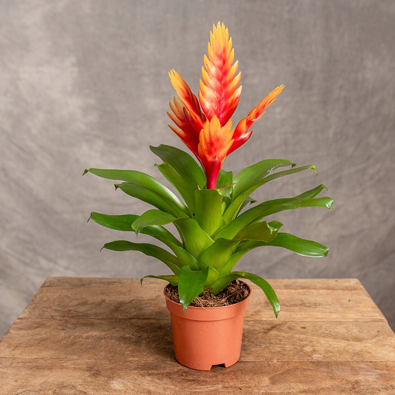 Frizea Roślina - Niska cena na Allegro