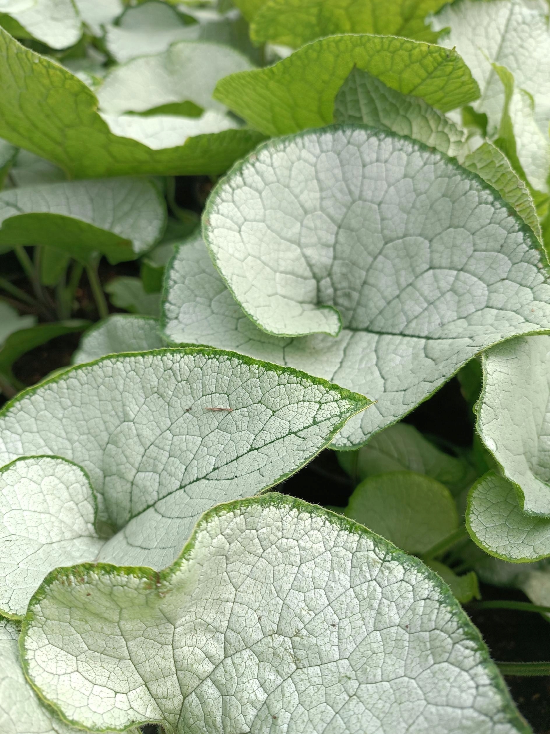 Brunnera wielkolistna macrophylla ALEXANDRIA C2 • Cena, Opinie • Byliny ...