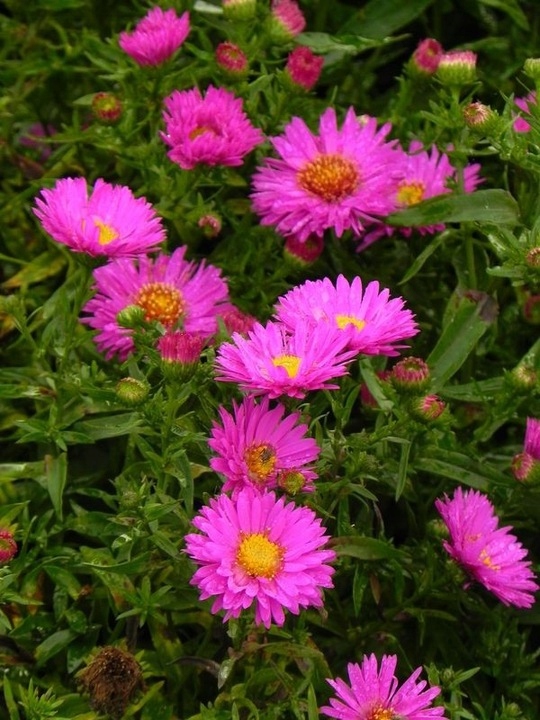 Aster Alpejski JENNY Piękne RÓŻOWY Kwiaty Sadzonka bulwa kłacze ...