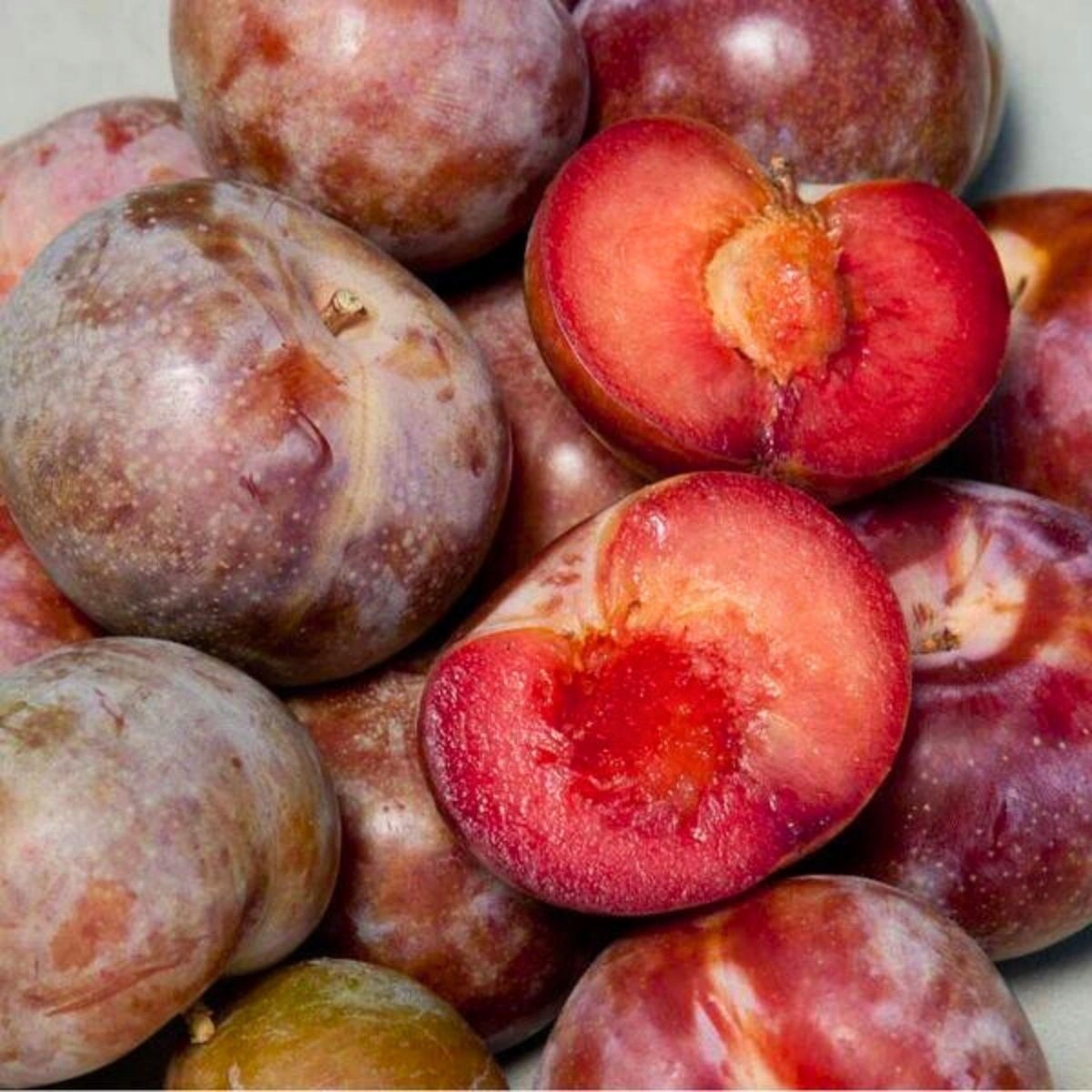 Morele SADZONKI DRZEWKA OWOCOWE ŚLIWKO-MORELA ŚLIWOMORELA DAPPLE DANDY ...