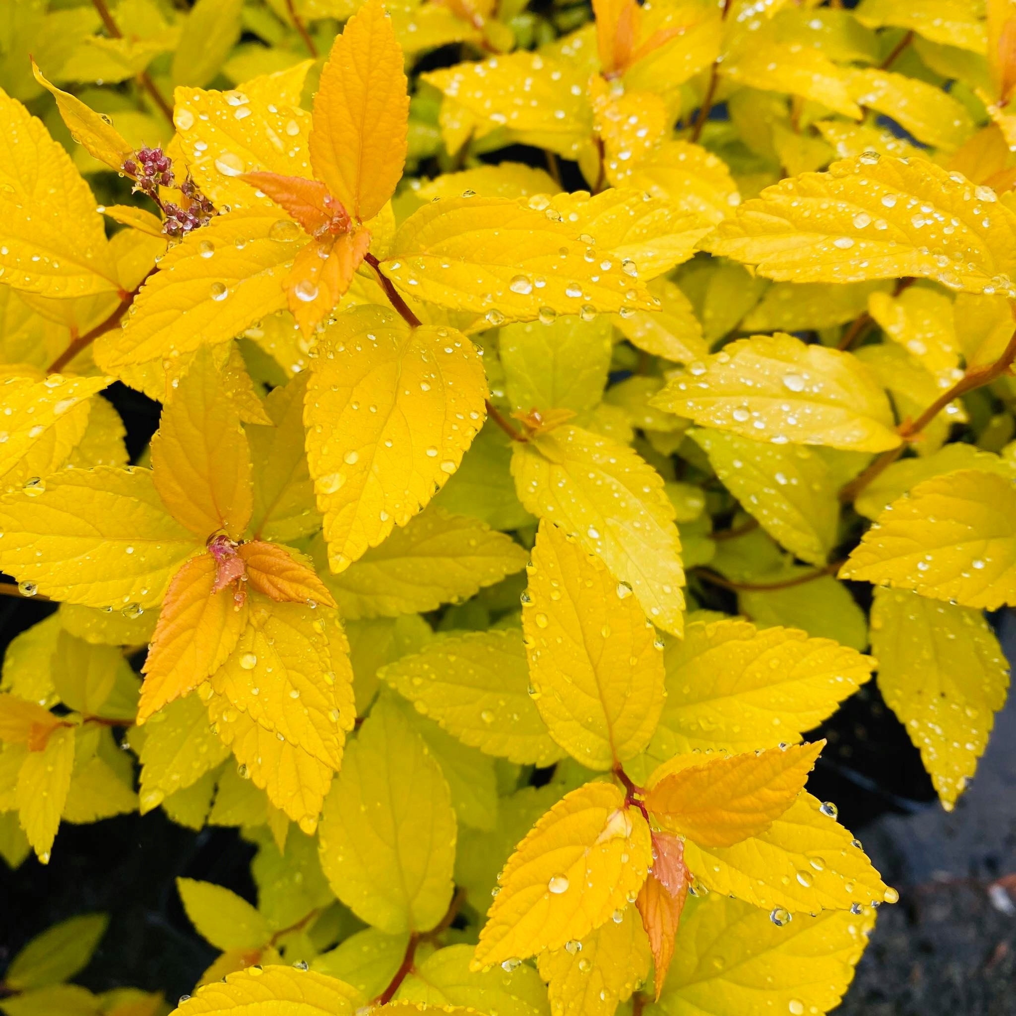 Tavola csemete 1-2 literes konténerben, 15-20 cm, • Ár, Vélemények ...