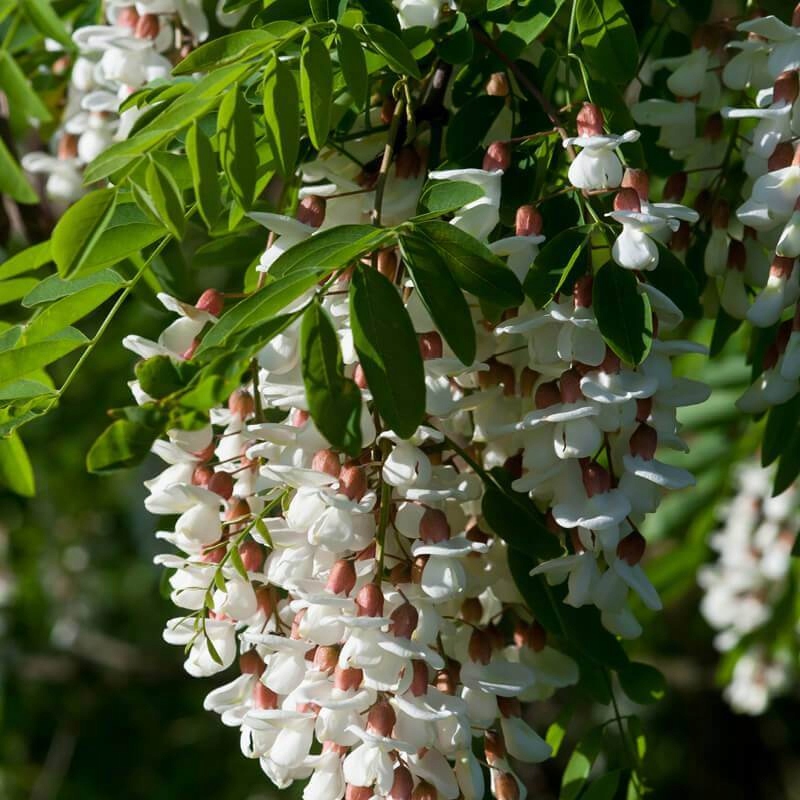 AKACJA ROBINIA AKACJOWA MIODODAJNA SADZONKA DUŻA (GROCHODRZEW ROBINIA ...