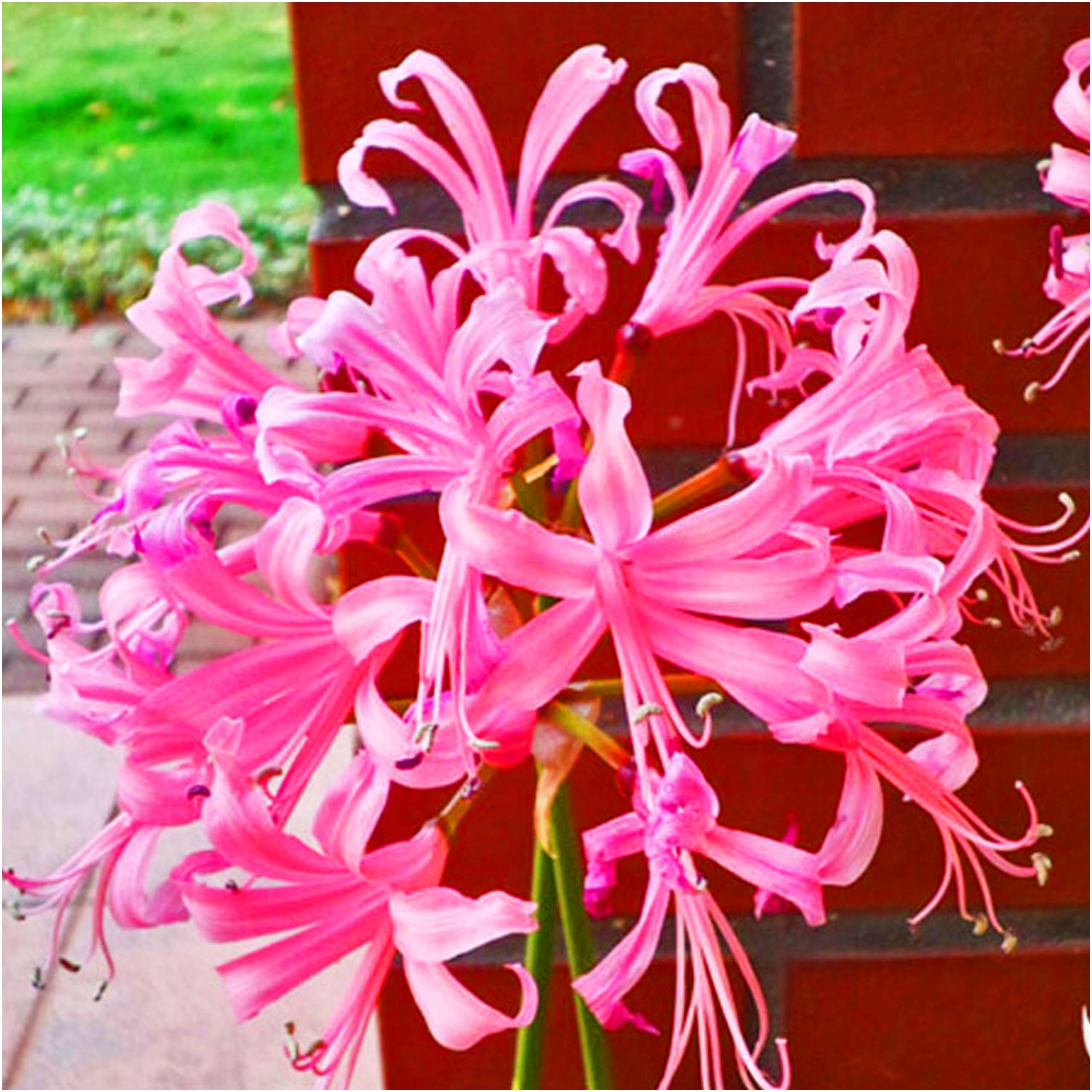 NERINE BOWDENII Nerina Bowdena RÓŻOWA 1 sztuka + GRATIS (NERINE ... NERINE BOWDENII Nerina Bowdena RÓŻOWA 1 sztuka + GRATIS (NERINE ...