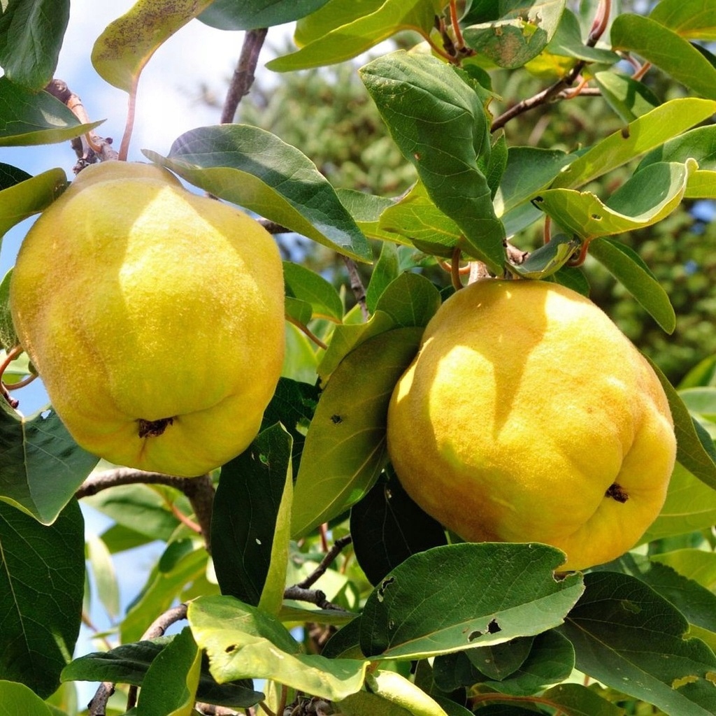 Veľkoplodá JABLKOVÁ OČKOVANÁ dula za 11.26EUR - Allegro