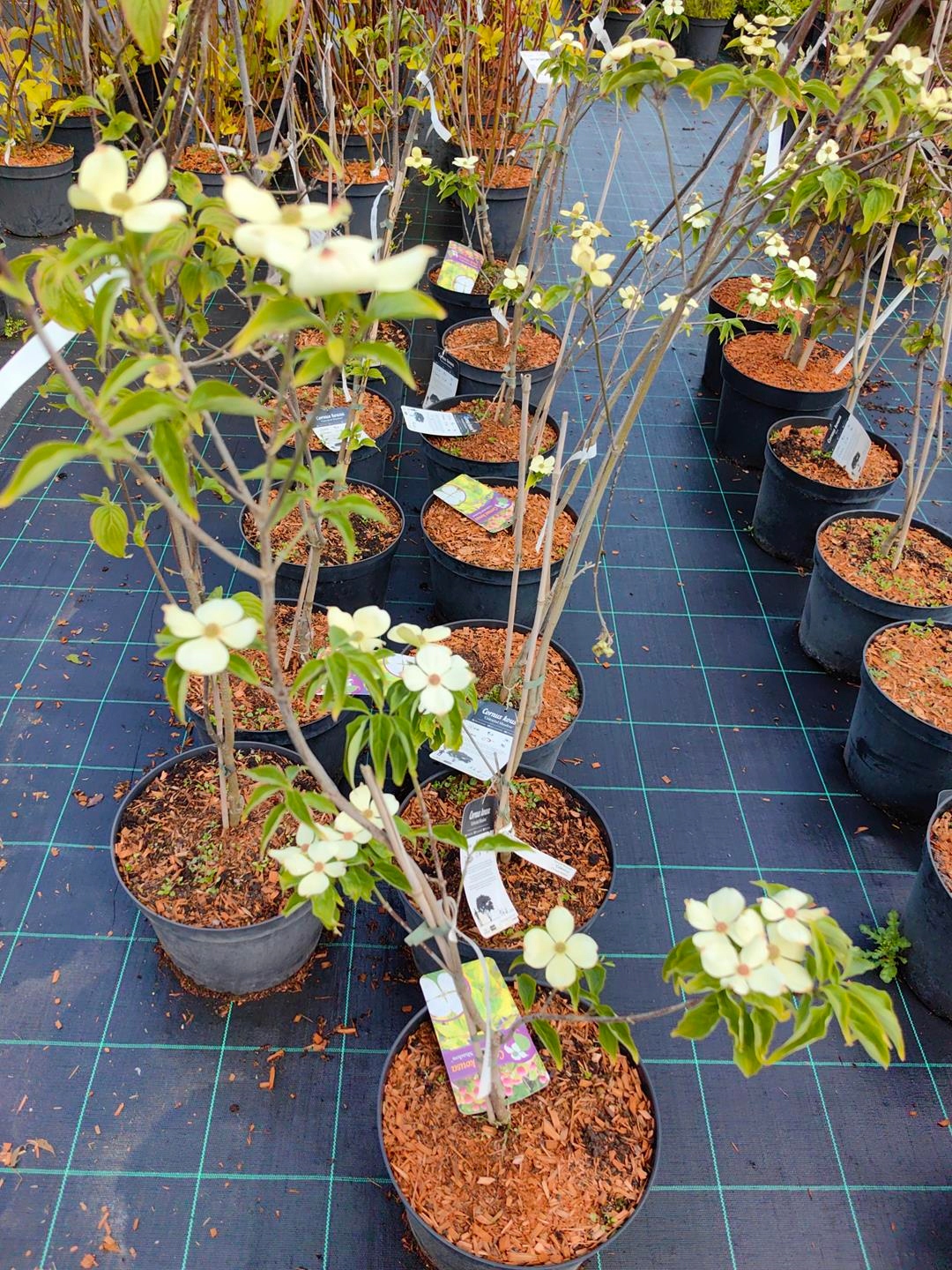 Derenie 100-150 cm • Cena, Opinie • Drzewa i krzewy liściaste 17541071232 • Allegro