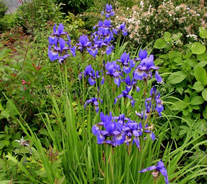 Irys Syberyjski Kosaciec Niebieski do ogrodu (wodne-rośliny) • Cena ...